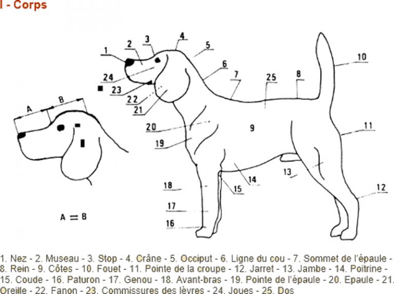 Anatomie du Beagle | Élevage du Rallye de Broceliande